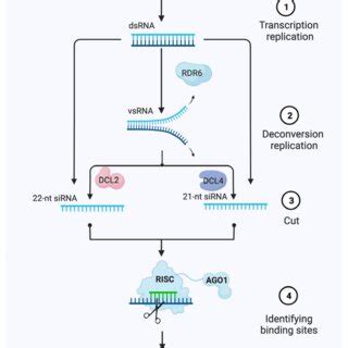 Model Of Post Transcriptional Gene Silencing PTGS Mediated Gene
