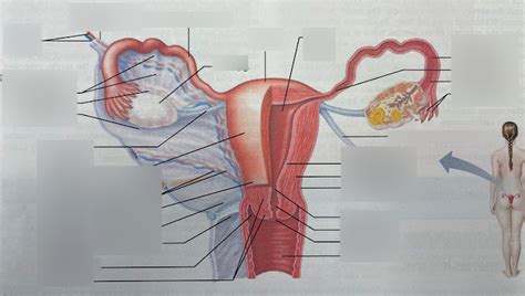 Reproductive Anatomy Lab Quiz Female Pt 3 Diagram Quizlet
