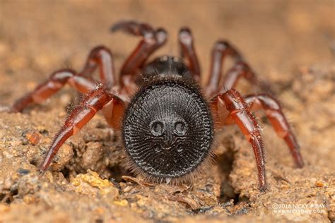 End0skeletal Undead Trapdoor Spider Trap Door Spider Spider With