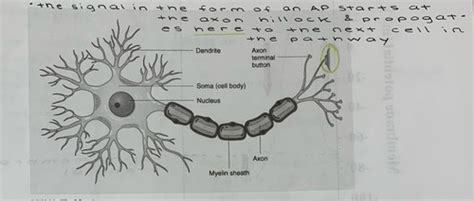 Physiology Lecture 4 Flashcards Quizlet
