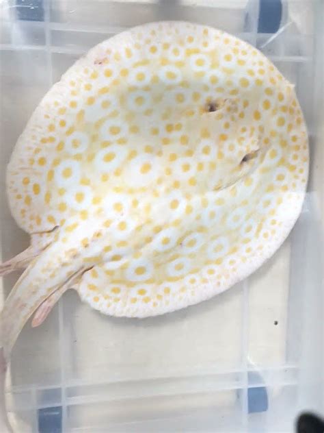 알비노열대어희귀어대형어가오리 Youtube