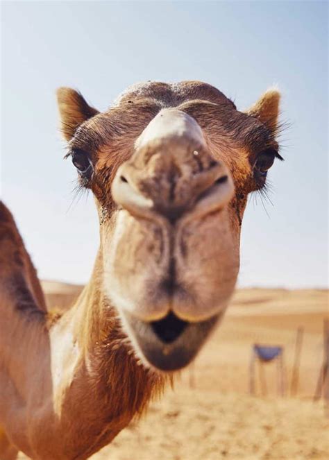 Camels Have 3 Eyelids Heres Why Facts And Functions Storyteller