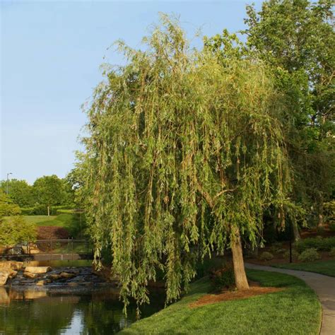 Weeping Flowering Trees Zone 4 Best Flower Site