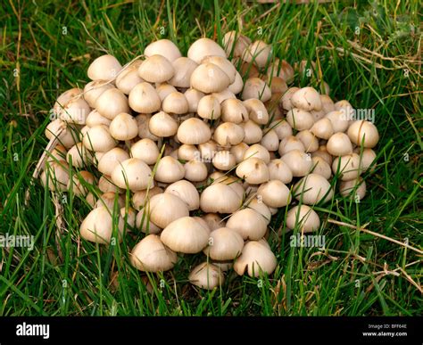 Identifying Mushrooms And Toadstools