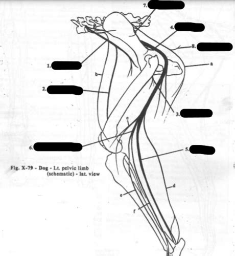 Lumbosacral Plexus Flashcards Quizlet