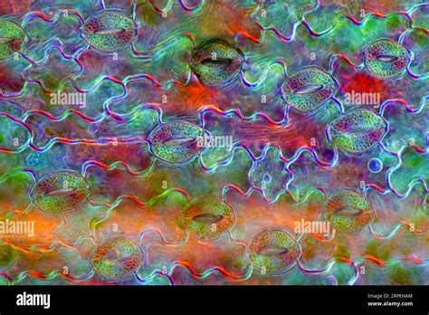 The Image Presents Stomata In Lily Leaf Epidermis Photographed Through