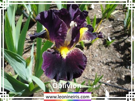 Leonine Iris Bearded Iris Classifications