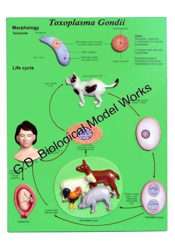 Green Fiberglass Toxoplasma Gondii Life Cycle Model Hospital And Medical