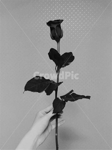 장미 흑장미 식물 꽃 흑백 사진이미지일러스트캘리그라피 어리작가