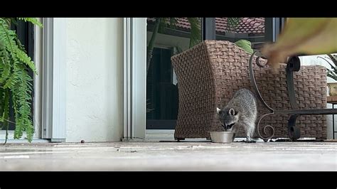 Stock Video Of Northern Raccoon Stealing Food Walking Picking Things
