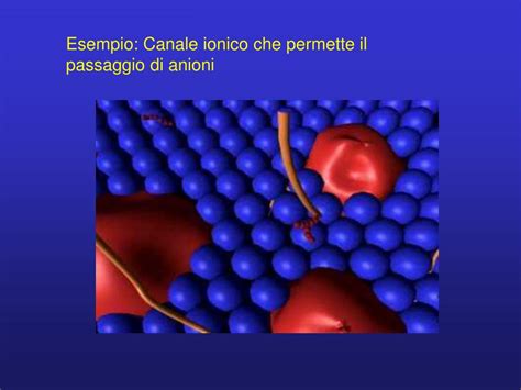 Ppt La Membrana Cellulare Powerpoint Presentation Free Download Id