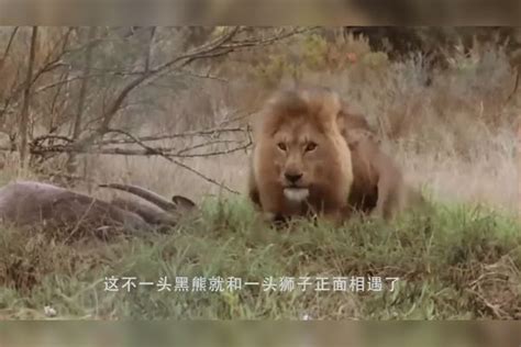 黑熊胖成球路都快走不动了遇上狮子能逃得掉吗