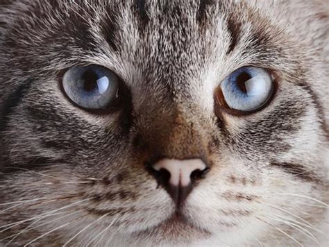 猫咪视力不好了该怎么补充？用什么补充视力好？