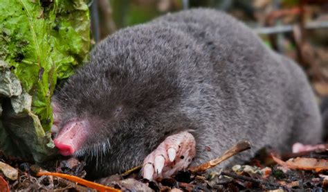Mole