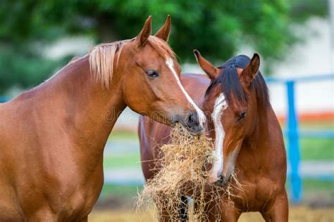 Dois Cavalos Que Comem A Grama Em Um Prado Em Islândia Foto De Stock