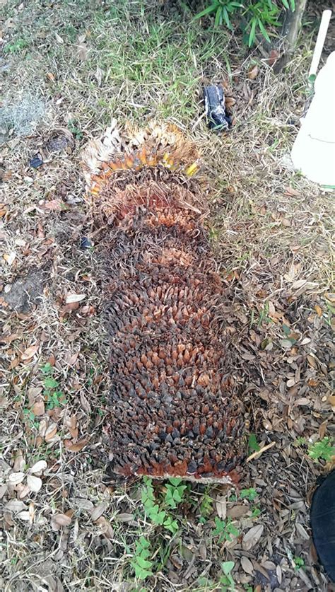 How To Root A Grown Cycad Caudex Gator Ventures Bamboo Cycads Palm Trees And More