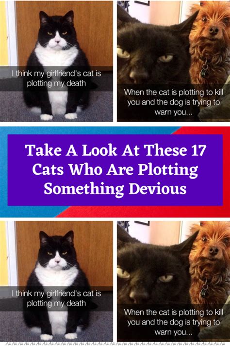 Take A Look At These 17 Cats Who Are Plotting Something Devious Artofit