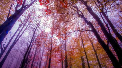 Fondos De Pantalla Luz De Sol Árboles Bosque Reflexión Rama