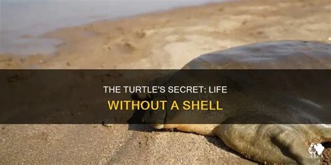 The Turtle S Secret Life Without A Shell PetShun