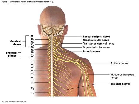 An Introduction To The Spinal Cord Spinal Nerves And Spinal Reflexes
