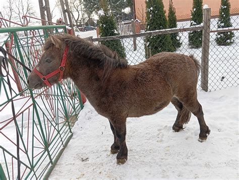 Sprzedam Ogierka Kuca Proszowice Olx Pl