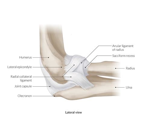Olecranon Process Palpation
