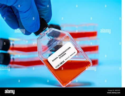 Signal Transduction Studies Investigating How Cultured Cells Process
