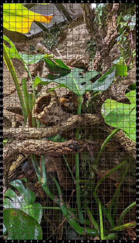 Find The Amazon Tree Boa Rfindthesniper
