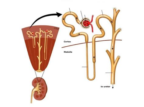Nephron Function Diagram Quizlet