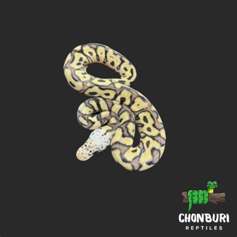 Ball Python 38 5 Chonburireptiles