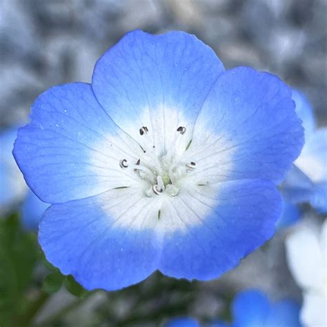 Nemophila Season