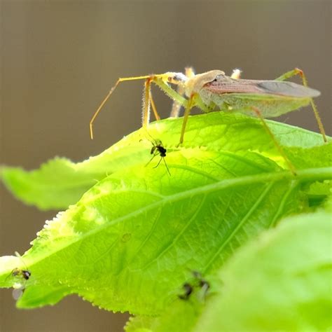 Assassin Bugs Are Bad Ass They Seem To