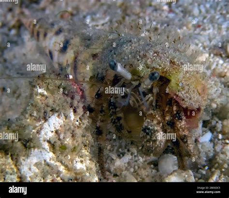 A Hermit Crab Dardanus Sp Stock Photo Alamy