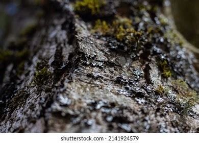 Tree Debris Images Stock Photos Vectors Shutterstock