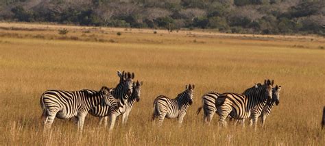 Cplp Apoia Candidatura Do Parque Nacional De Maputo A Património
