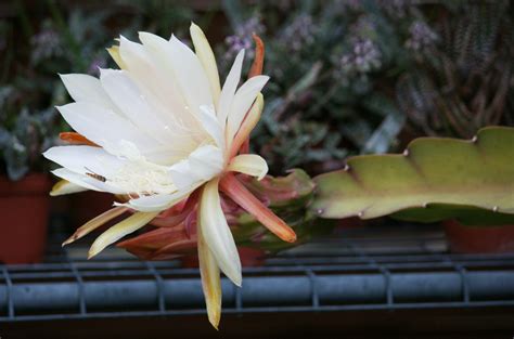 Blattkaktus Epiphyllum in voller Blüte Majas Pflanzenblog