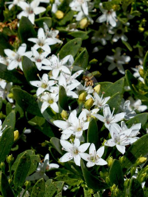Myoporum Parvifolium Creeping Boobialla Information And Photos