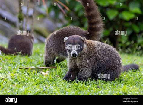 White Nosed Coati Coatimundi Antoon Gato Solo Pizote Tejon Nasua