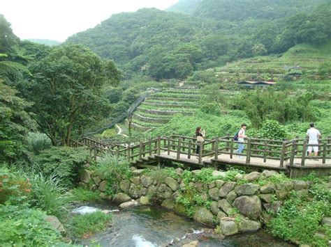 夢幻 繡球花海~ 竹子湖大梯田 盹龜雞的部落格 Udn部落格