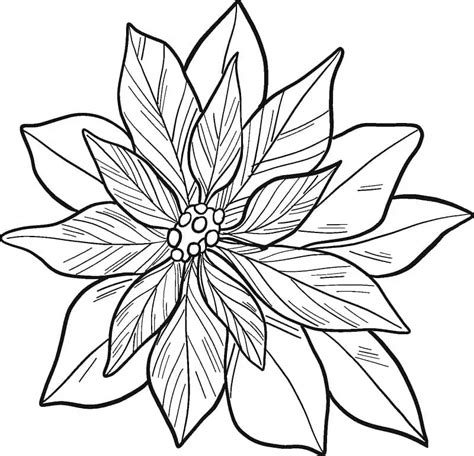 Poinsettia Flower To Print Coloring Page Free Printable Coloring