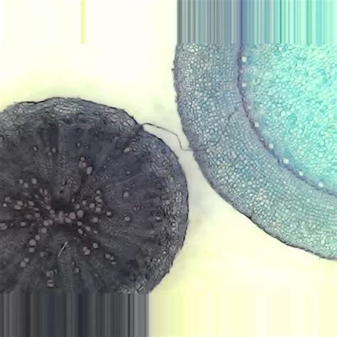 Microscope Slide Insect Trachea