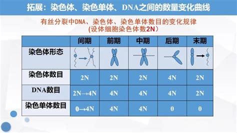 【课件分享】人教版新教材：611细胞增殖、细胞周期和有丝分裂 知乎