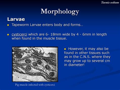 Taenia Solium Larvae