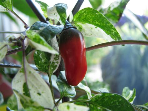 Trifetti Purple Tiger Schwarze Chili Mit Panaschiertem Laub