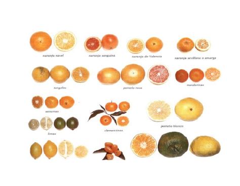 Variedades De Citricos Pdf