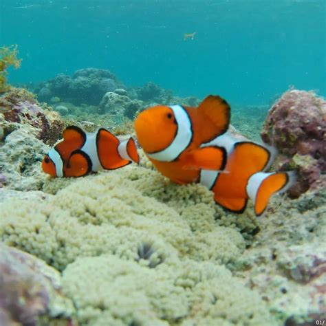 I Found Nemo And Crush In The Philippines R Pics