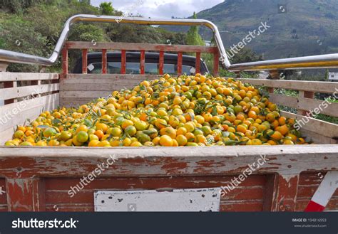 Transporte De Frutas Más De 62411 Fotos De Stock Con Licencia Libres