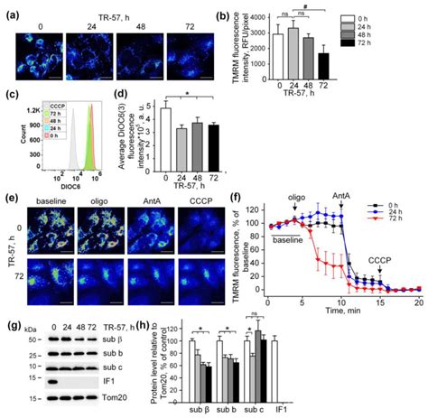 Tr 57 Treatment Of Sum159 Cells Induces Mitochondrial Dysfunction Without Affecting Membrane