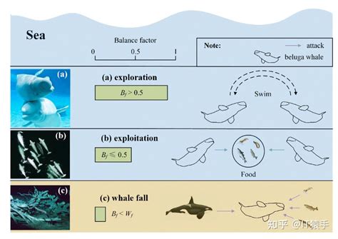 多目标优化算法：多目标白鲸优化算法（multiple Objective Beluga Whale Optimization，mobwo）提供
