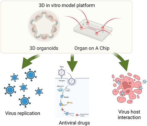 Mrna Model